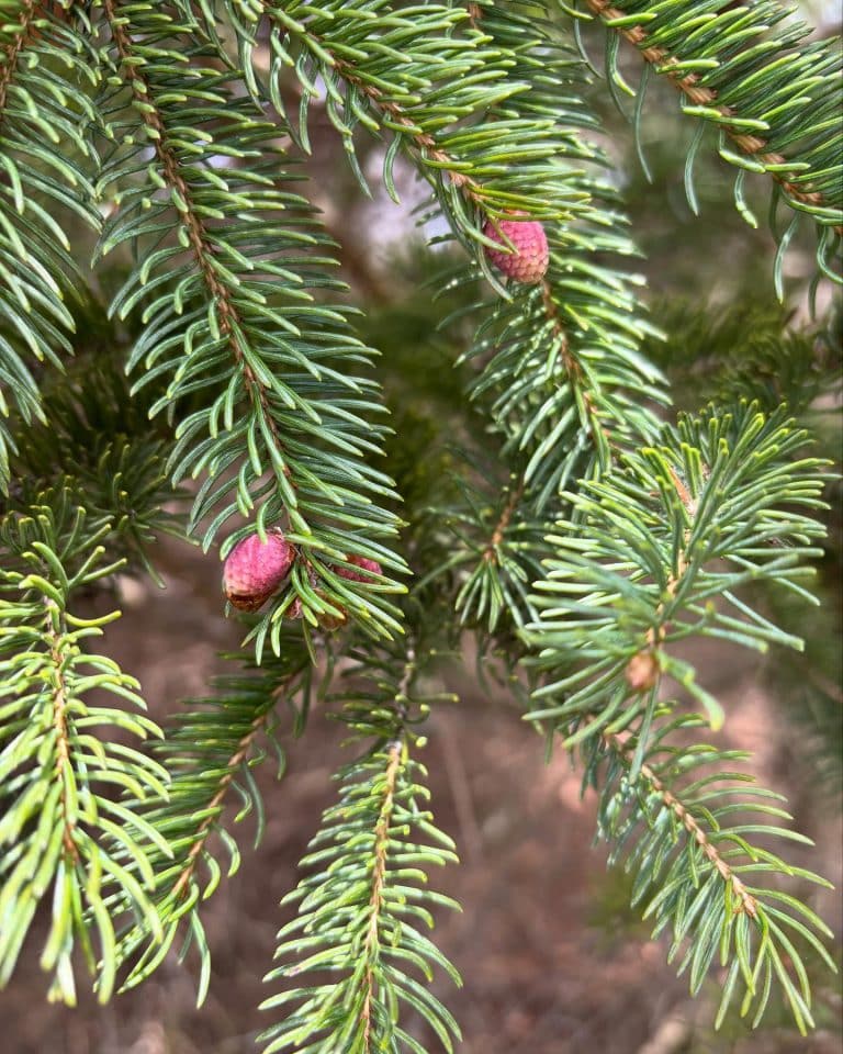 Picea glauca - White Spruce - Eat The Planet