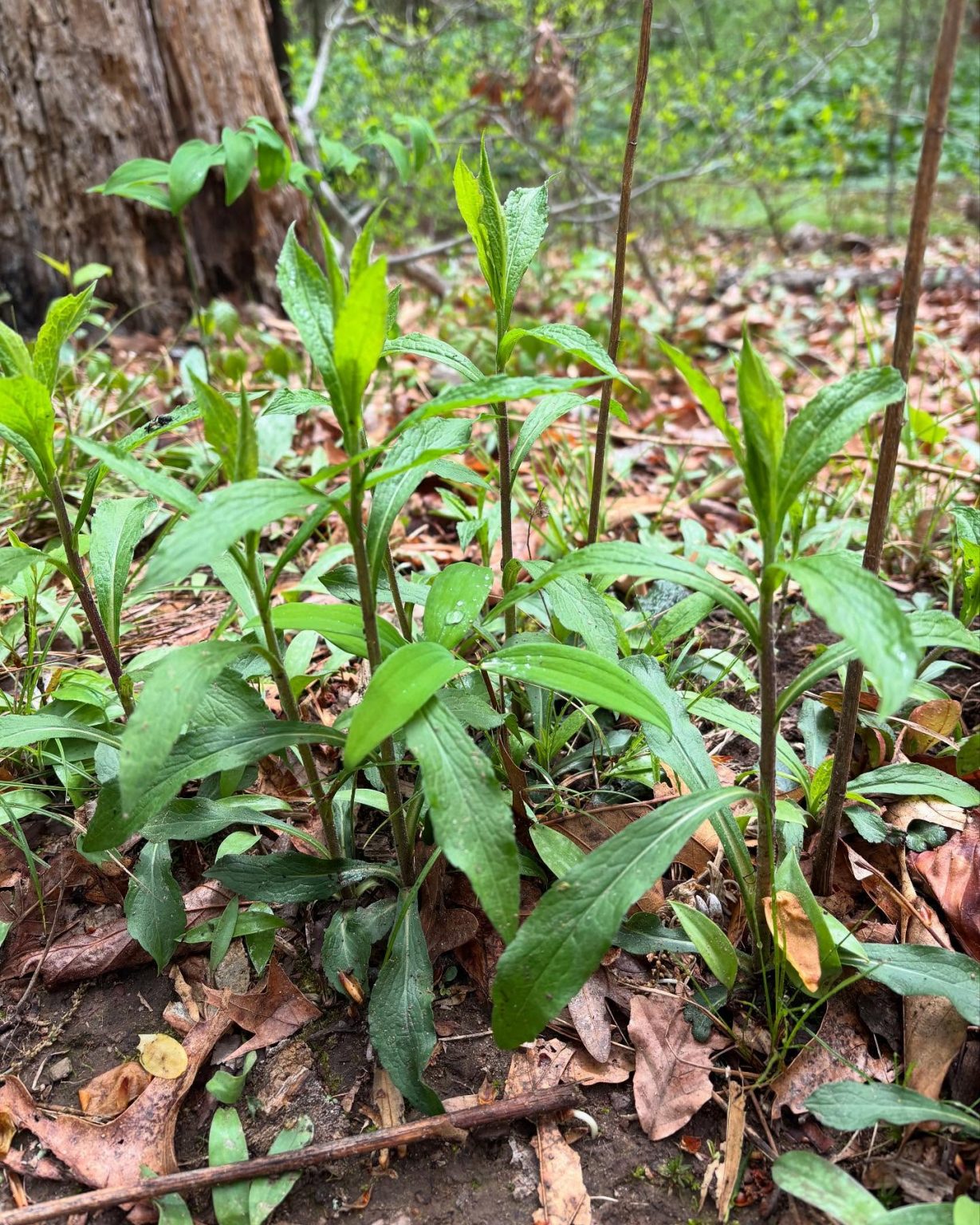 Solidago rugosa - Wrinkleleaf Goldenrod - Eat The Planet