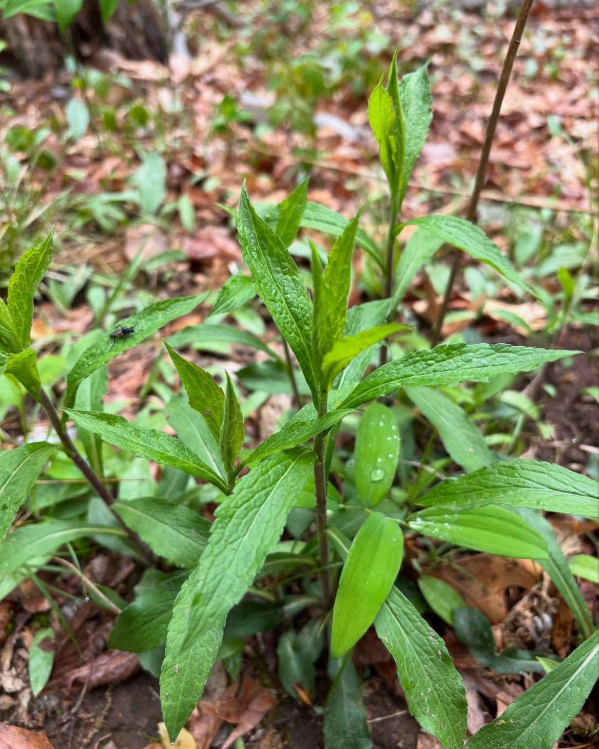 Solidago rugosa - Wrinkleleaf Goldenrod - Eat The Planet