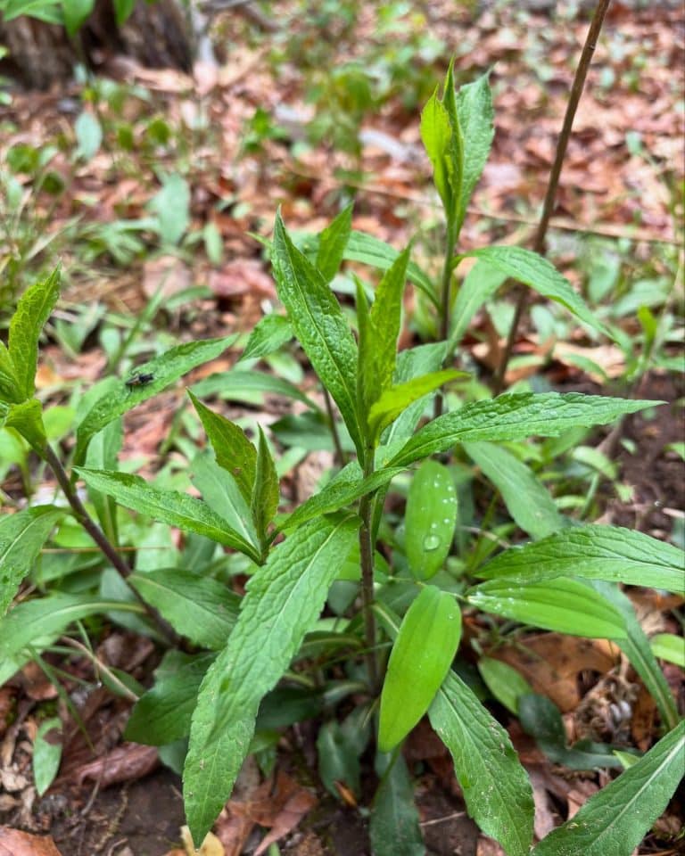 Solidago rugosa - Wrinkleleaf Goldenrod - Eat The Planet