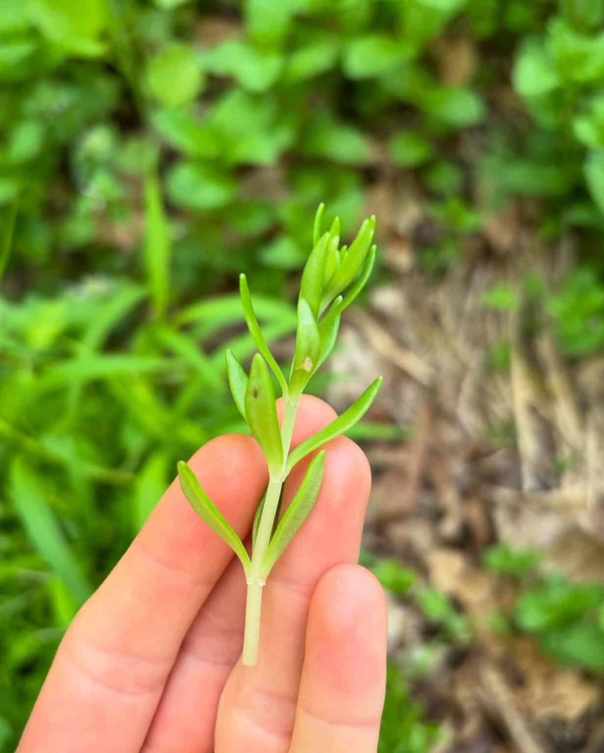 Sedum sarmentosum - Stringy stonecrop - Eat The Planet