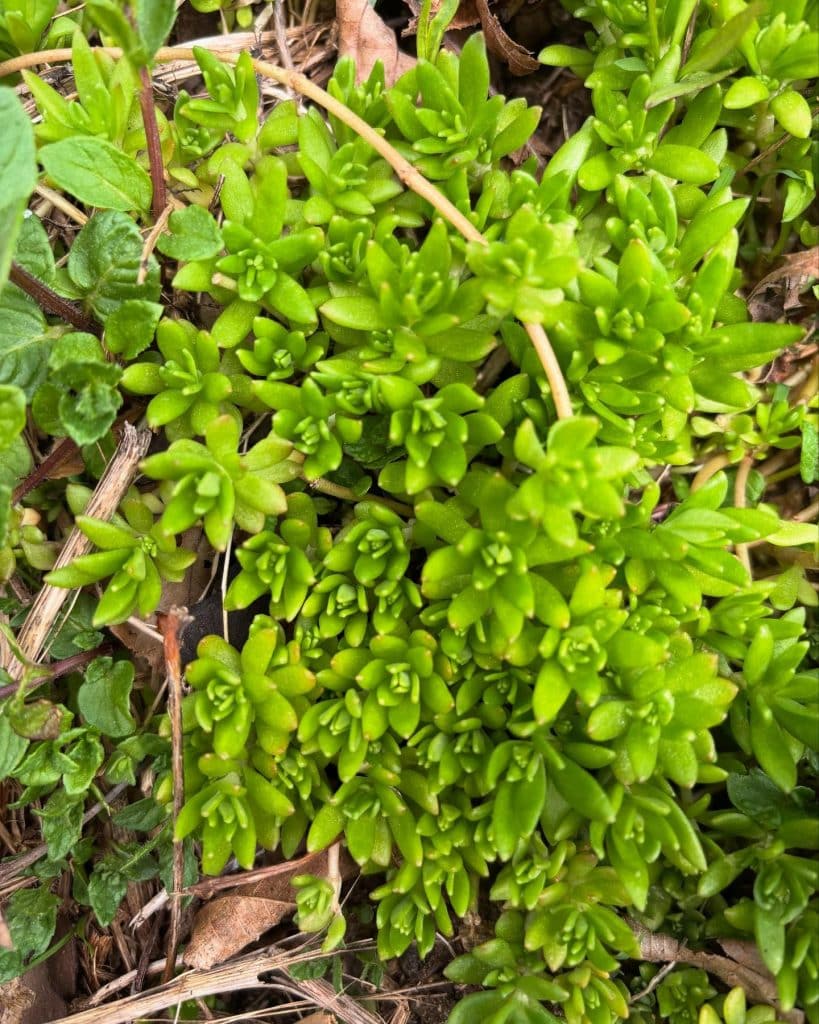 Sedum sarmentosum - Stringy stonecrop - Eat The Planet