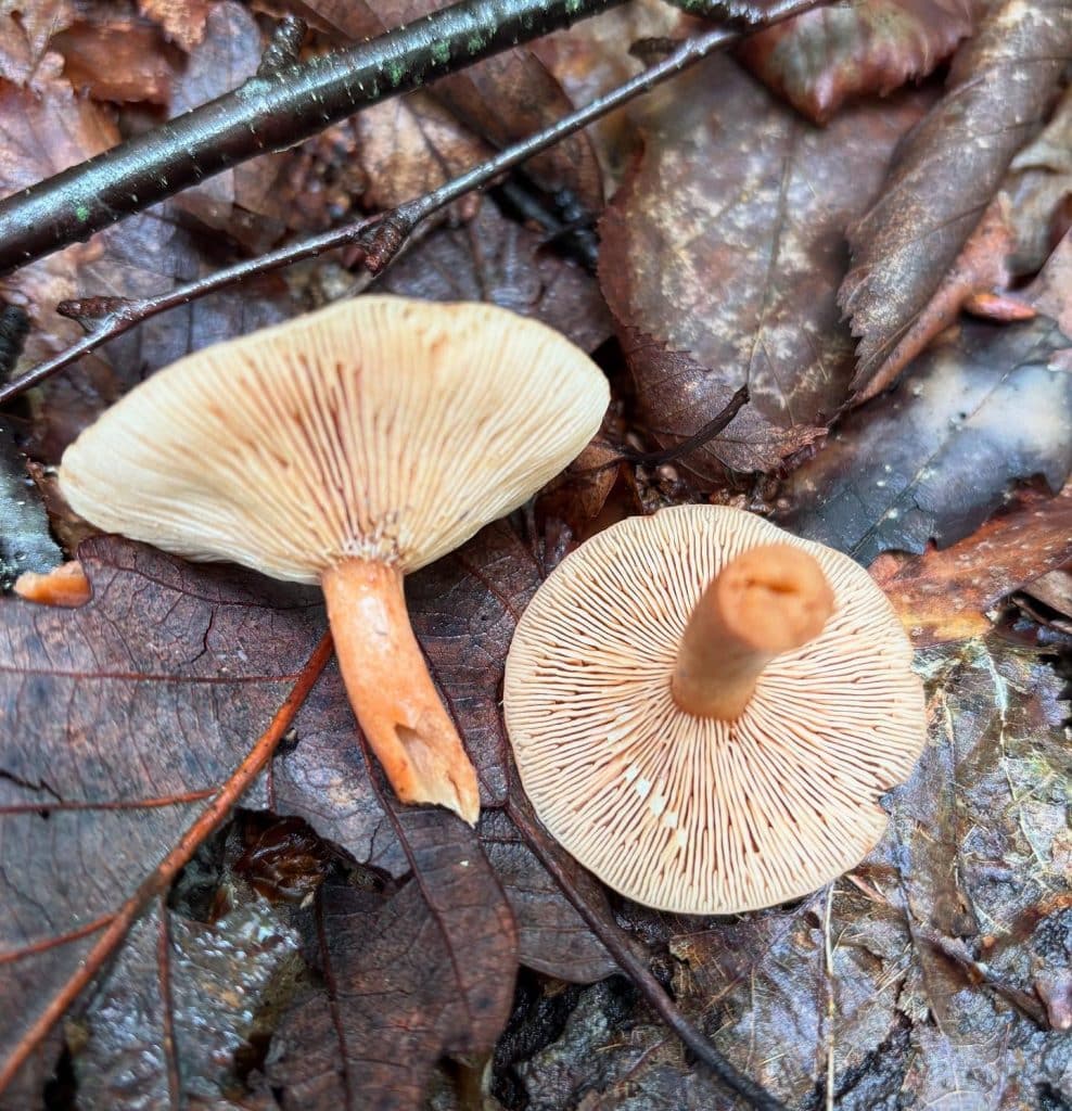 Lactarius tabidus - Birch Milkcap - Eat The Planet