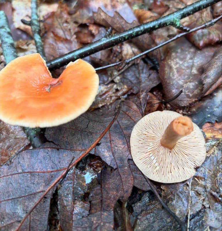 Rumex obtusifolius - Broad-leaved dock - Eat The Planet