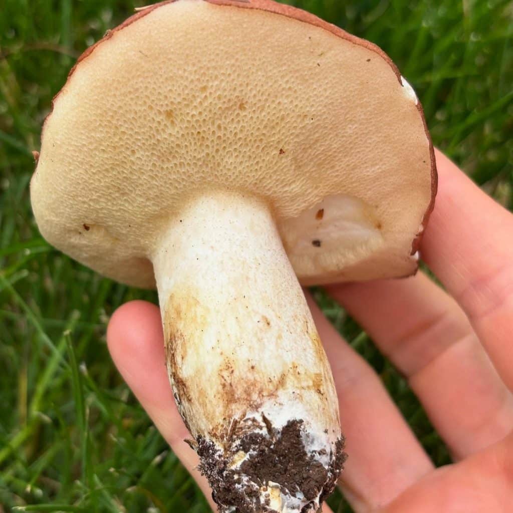 Suillus weaverae - Butterball Bolete - Eat The Planet