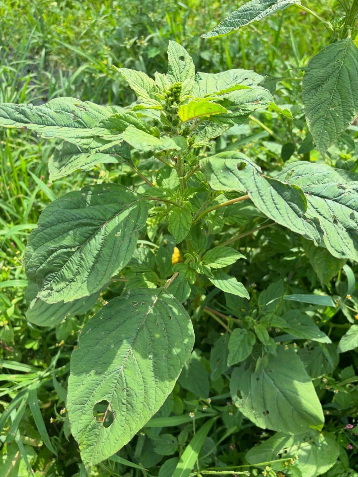 Amaranthus retroflexus - Common Amaranth - Eat The Planet