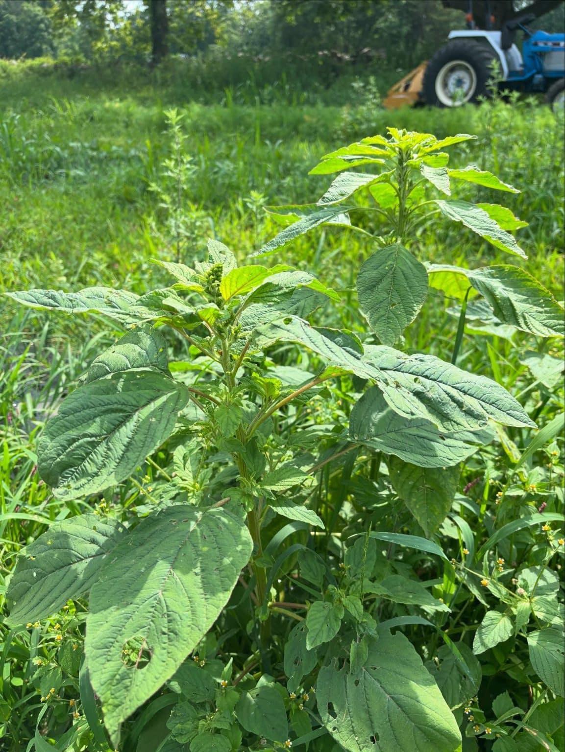 Amaranthus retroflexus - Common Amaranth - Eat The Planet