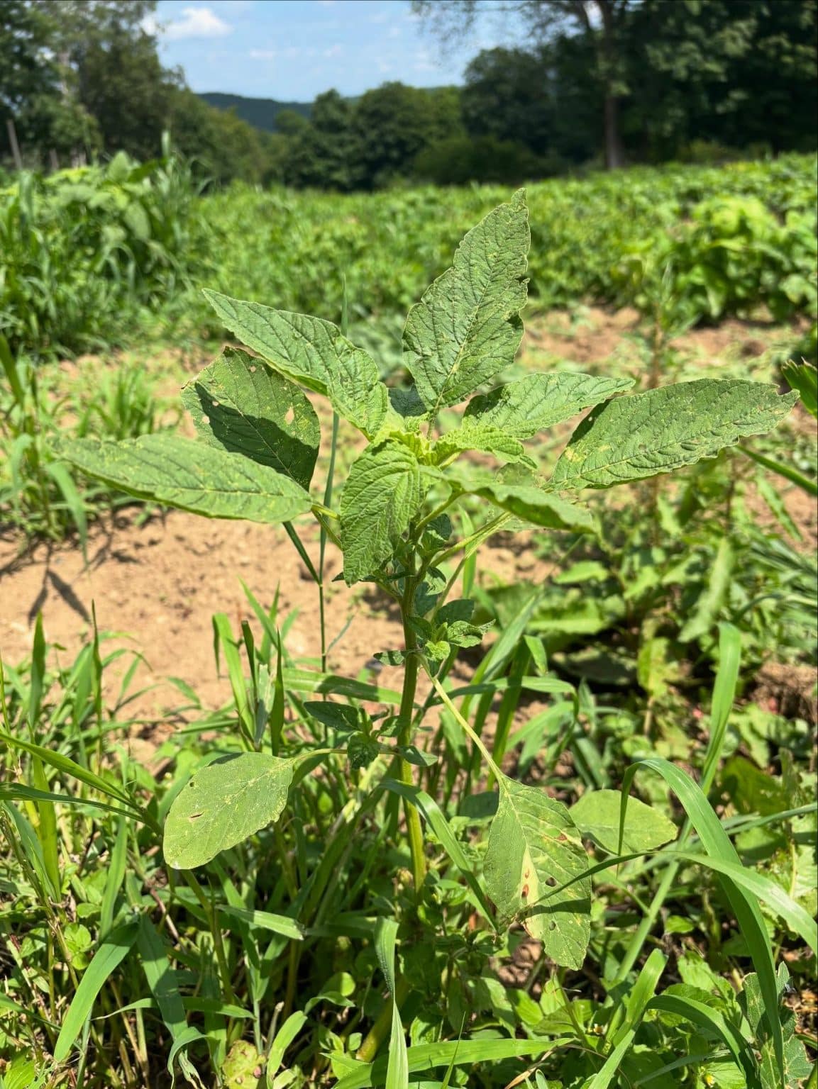 Amaranthus retroflexus - Common Amaranth - Eat The Planet