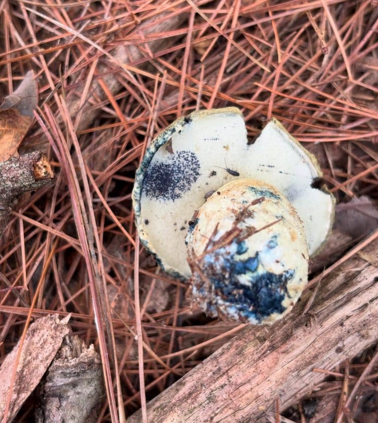 Common Mallow, a Wild Edible Often Found in Lawns - Eat The Planet