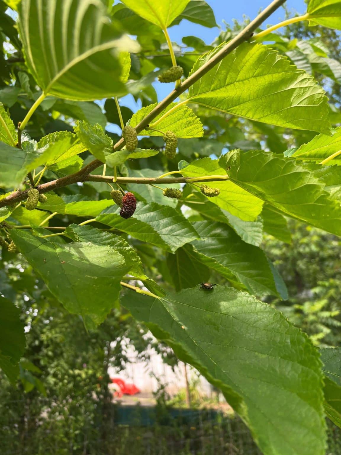 Morus rubra - Red Mulberry - Eat The Planet