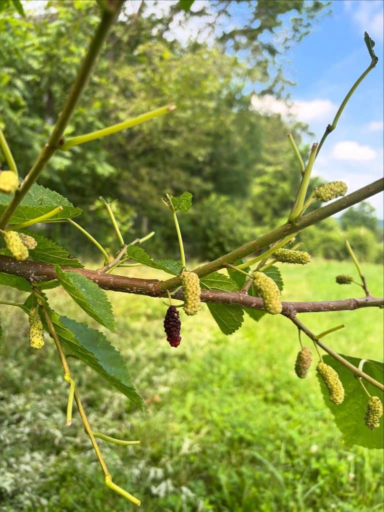 Morus rubra - Red Mulberry - Eat The Planet