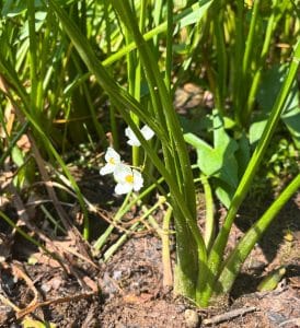 Sagittaria latifolia - Wapato - Eat The Planet