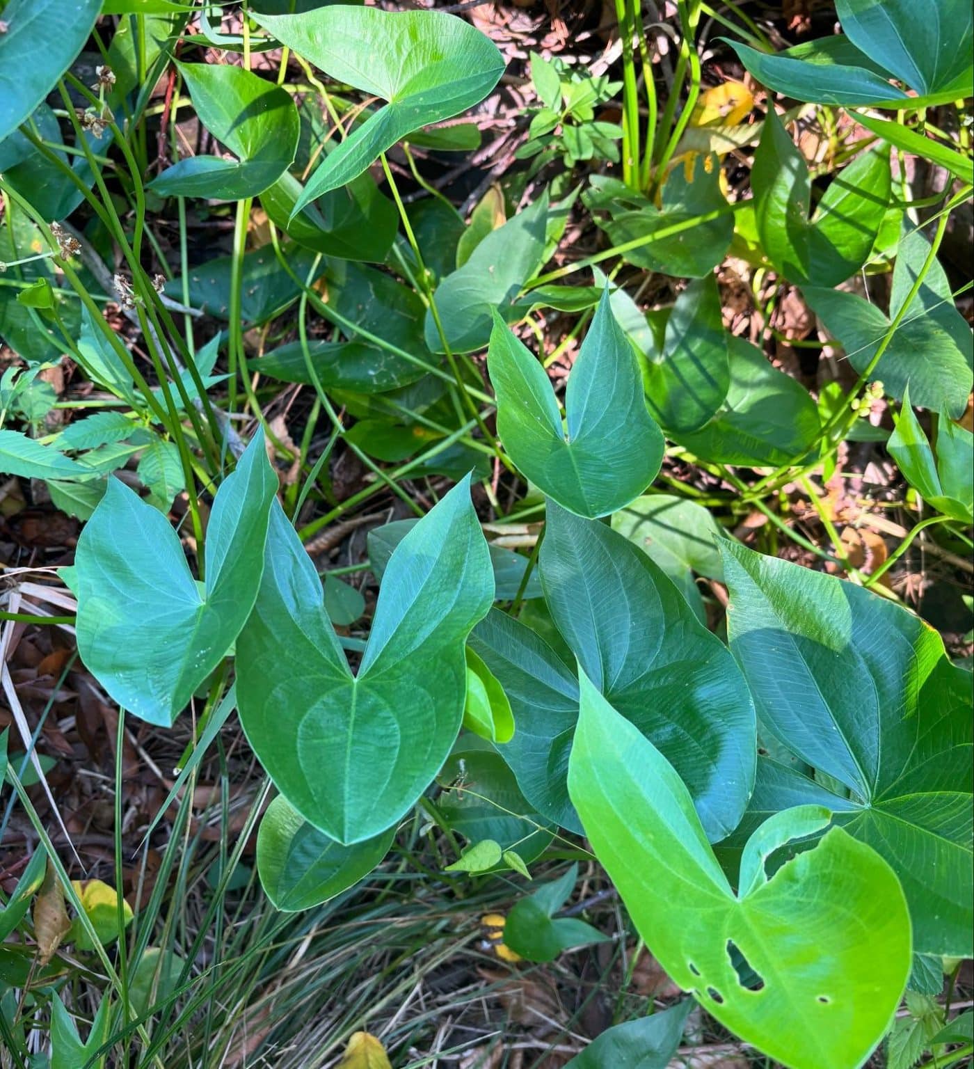 Sagittaria latifolia - Wapato - Eat The Planet