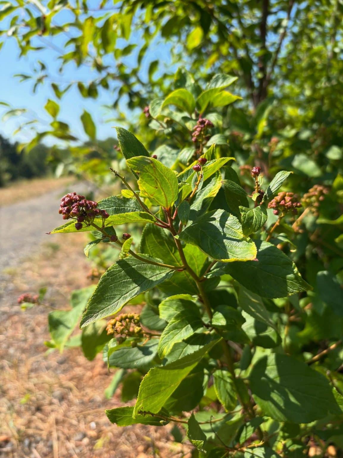 Redroot Pigweed, a Humble and Underrated Wild Edible - Eat The Planet