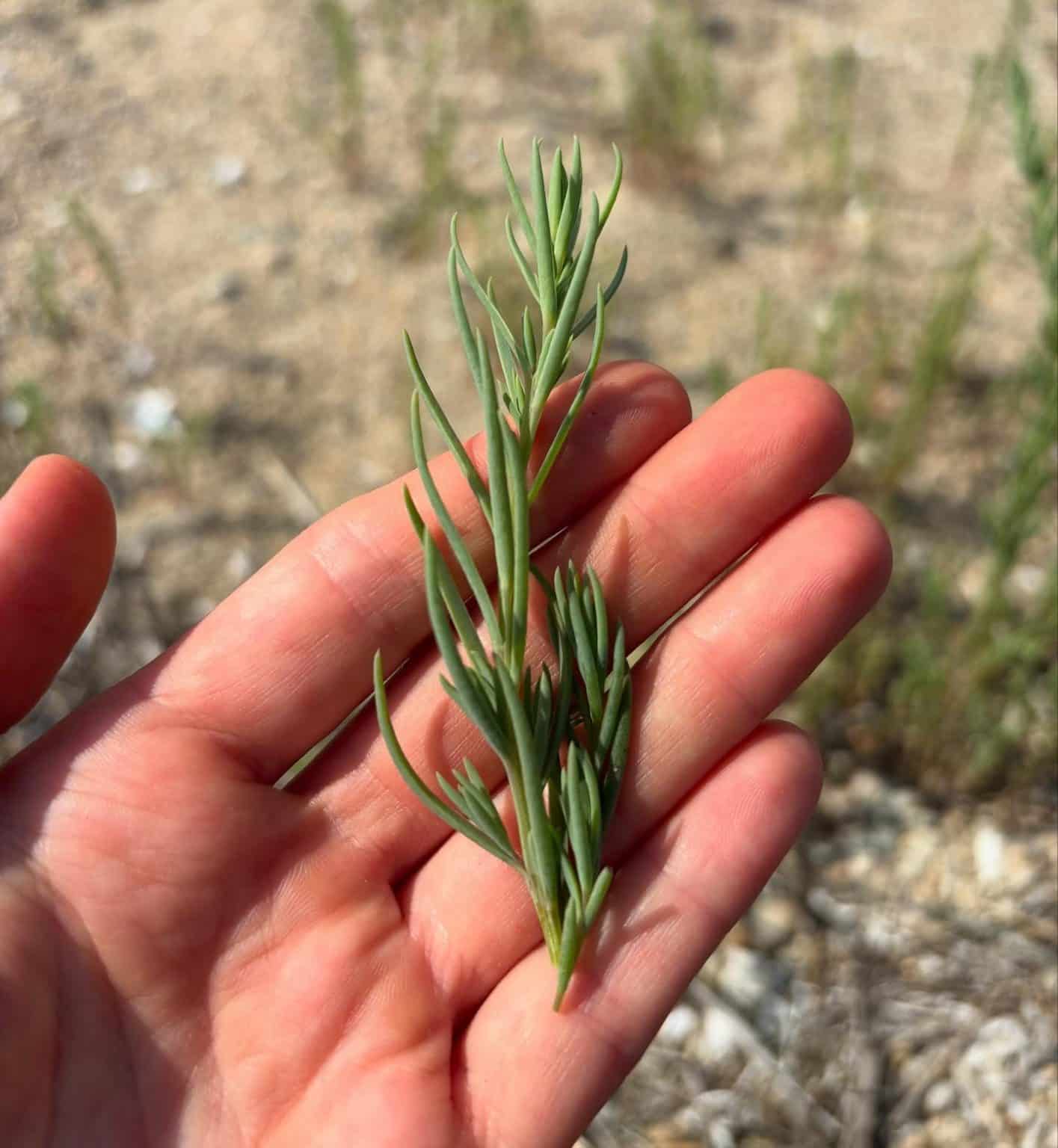 Bondarzewia berkeleyi - Berkeley's Polypore - Eat The Planet