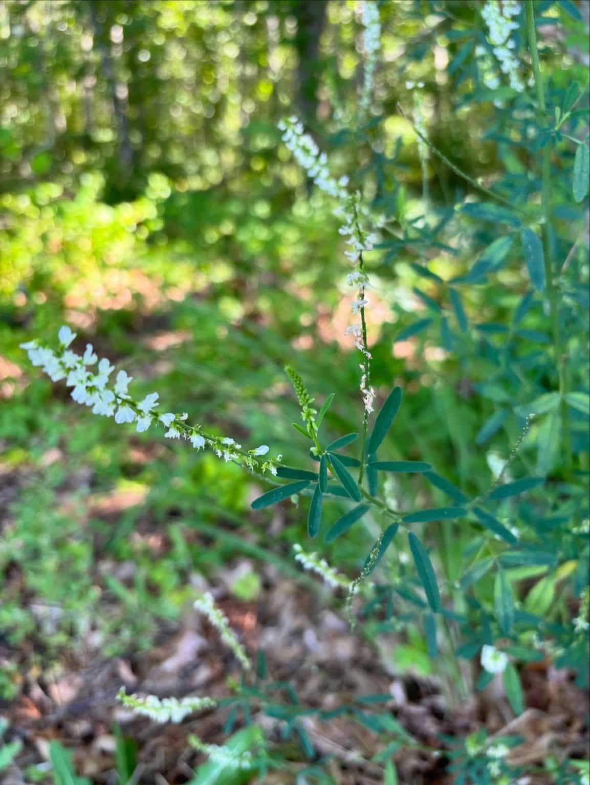 Redroot Pigweed, a Humble and Underrated Wild Edible - Eat The Planet
