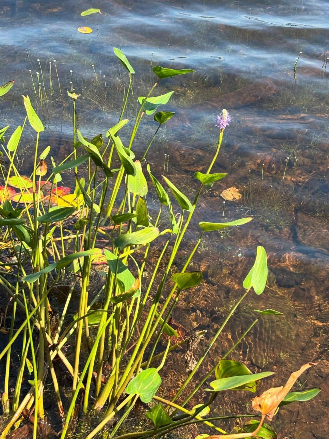 Morus rubra - Red Mulberry - Eat The Planet