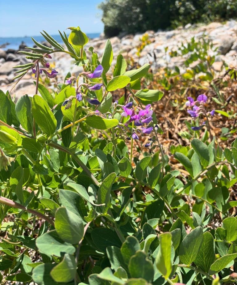 beach pea Archives - Eat The Planet