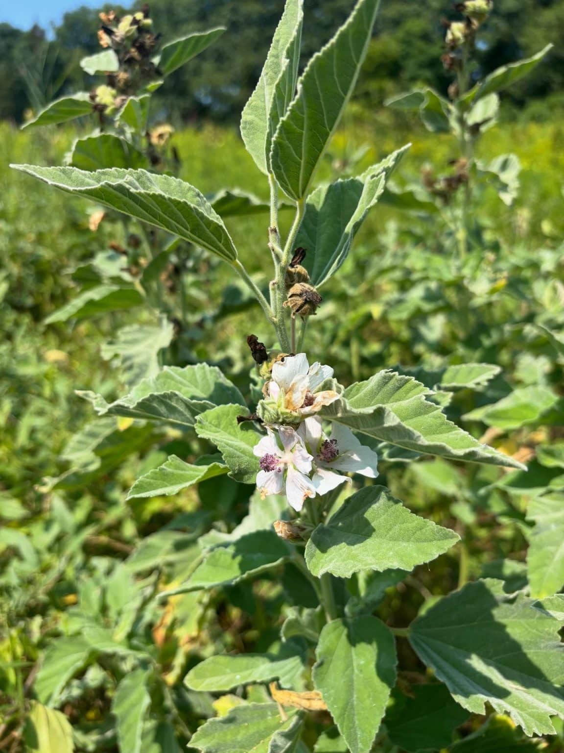 Marsh Mallow, the Sweet Edible that Inspired the Candy - Eat The Planet