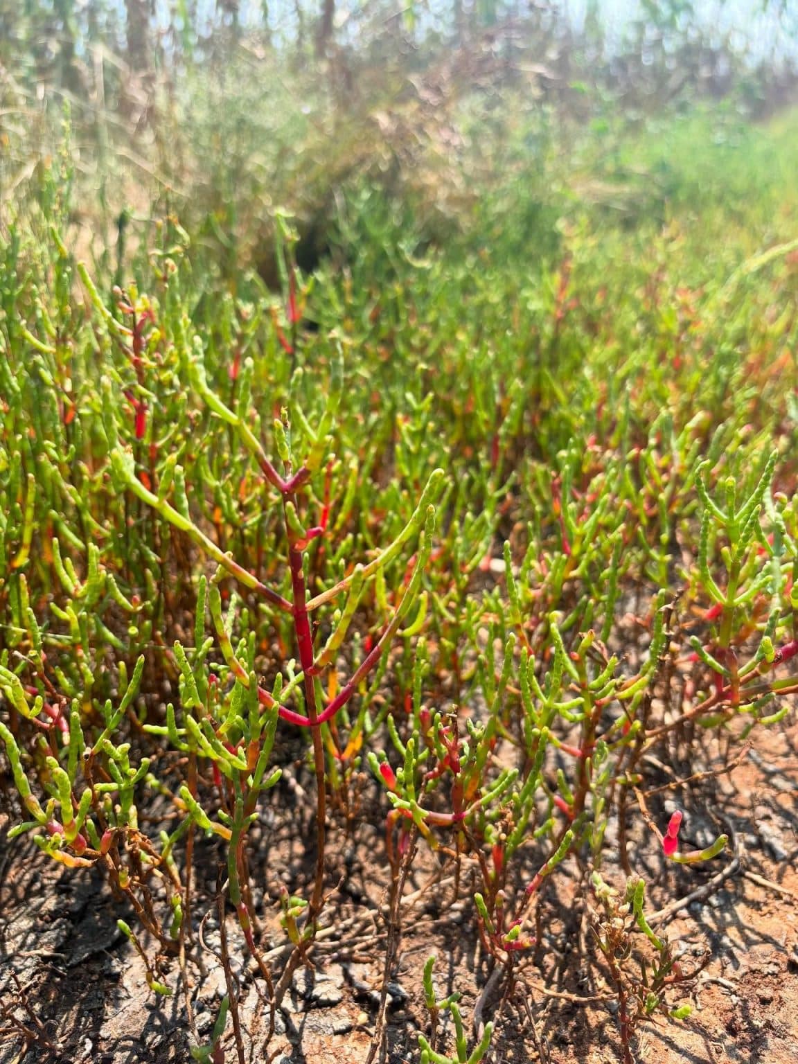 Marsh Mallow, the Sweet Edible that Inspired the Candy - Eat The Planet