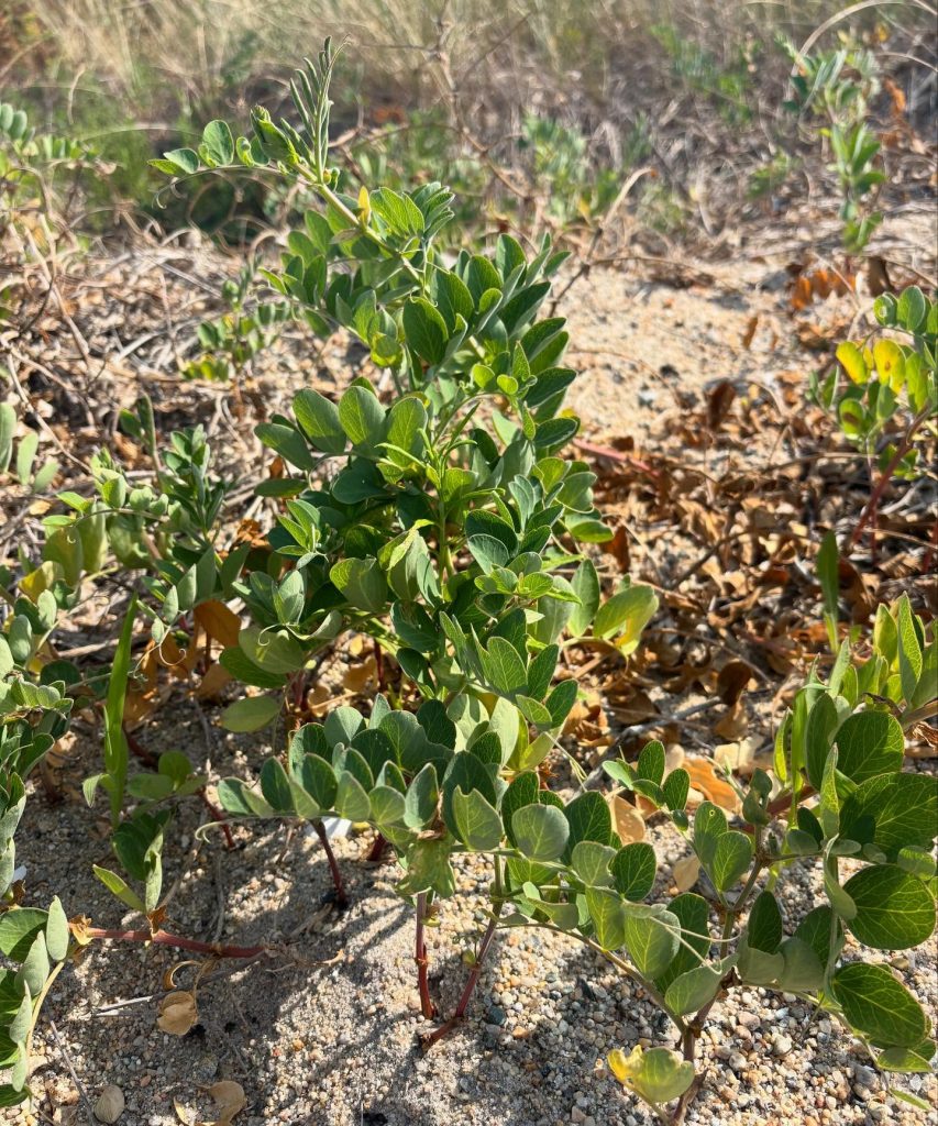 Lathyrus japonicus - Beach Pea - Eat The Planet