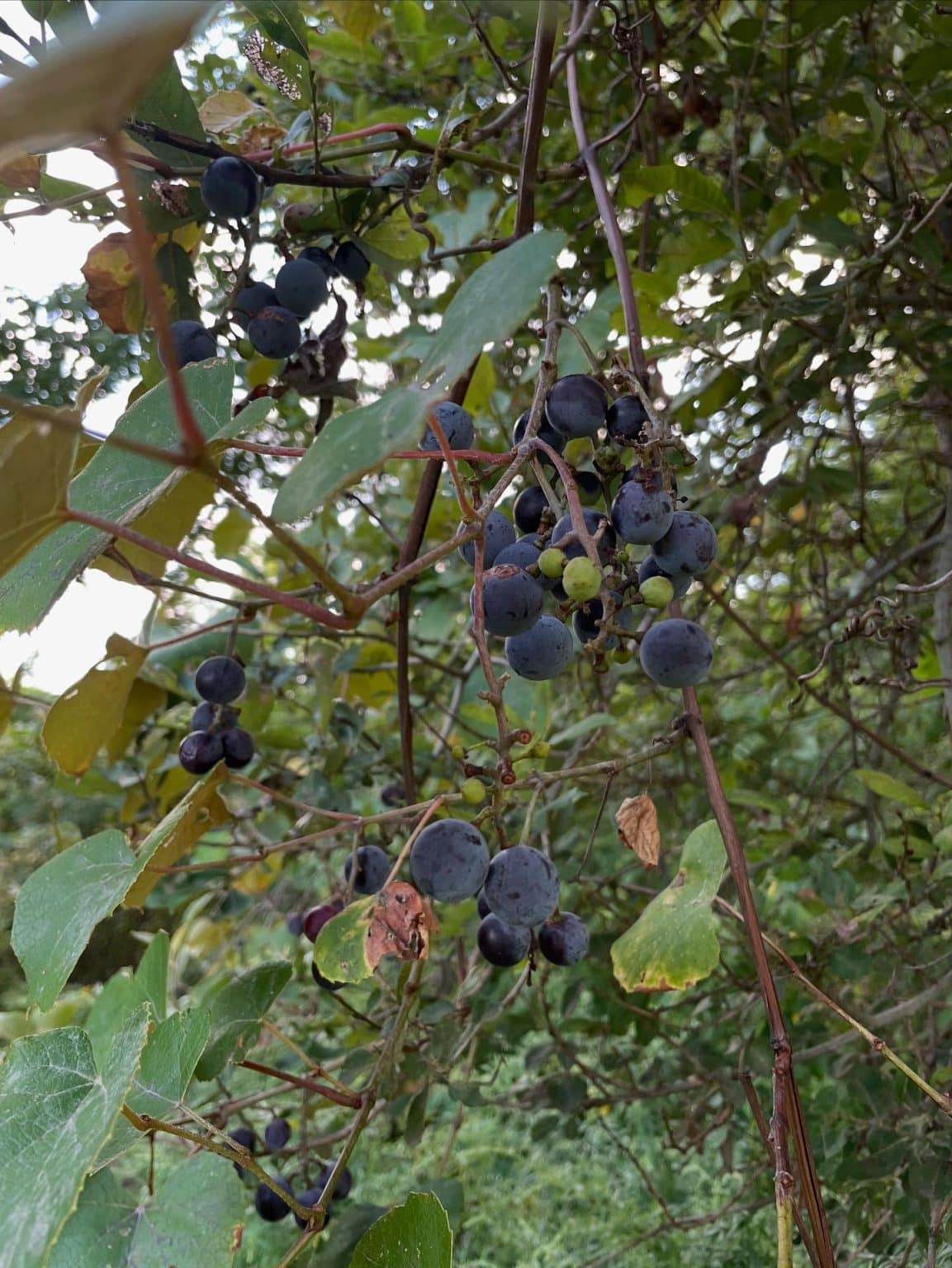 Vitis labrusca - Fox Grapes - Eat The Planet