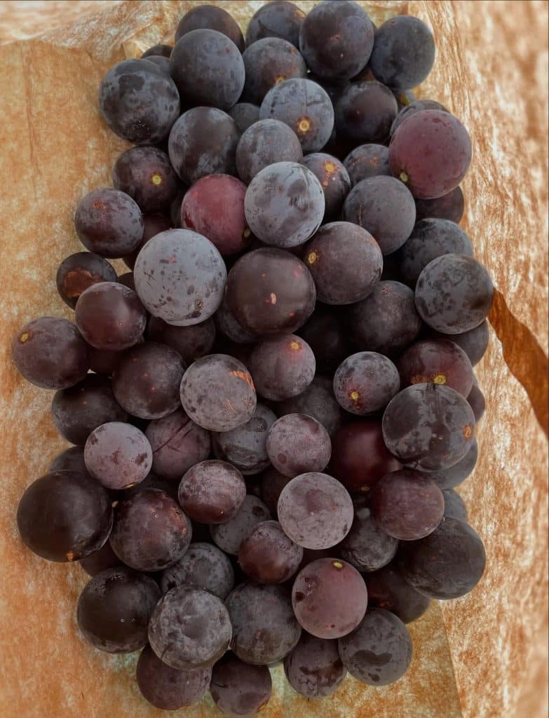 Vitis labrusca - Fox Grapes - Eat The Planet
