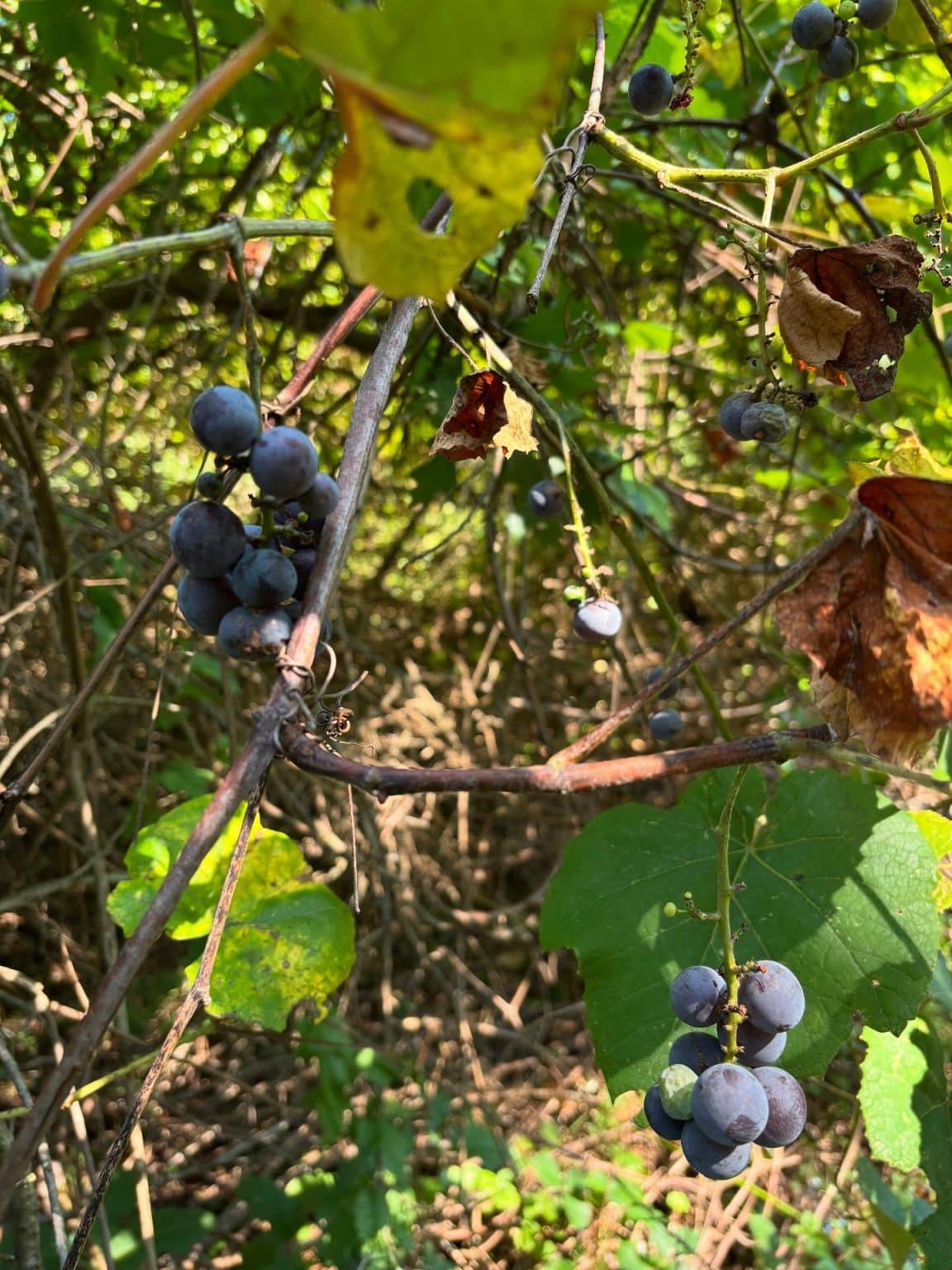 Vitis labrusca - Fox Grapes - Eat The Planet