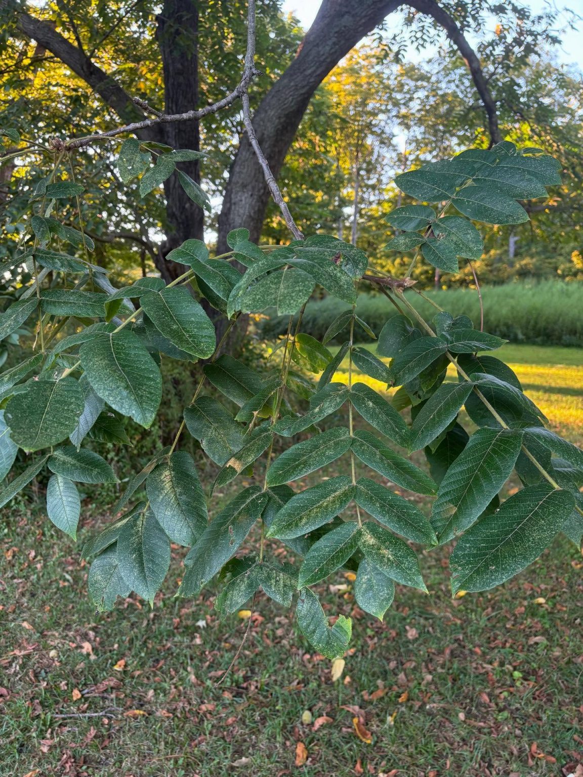 Juglans cinerea - Butternut - Eat The Planet