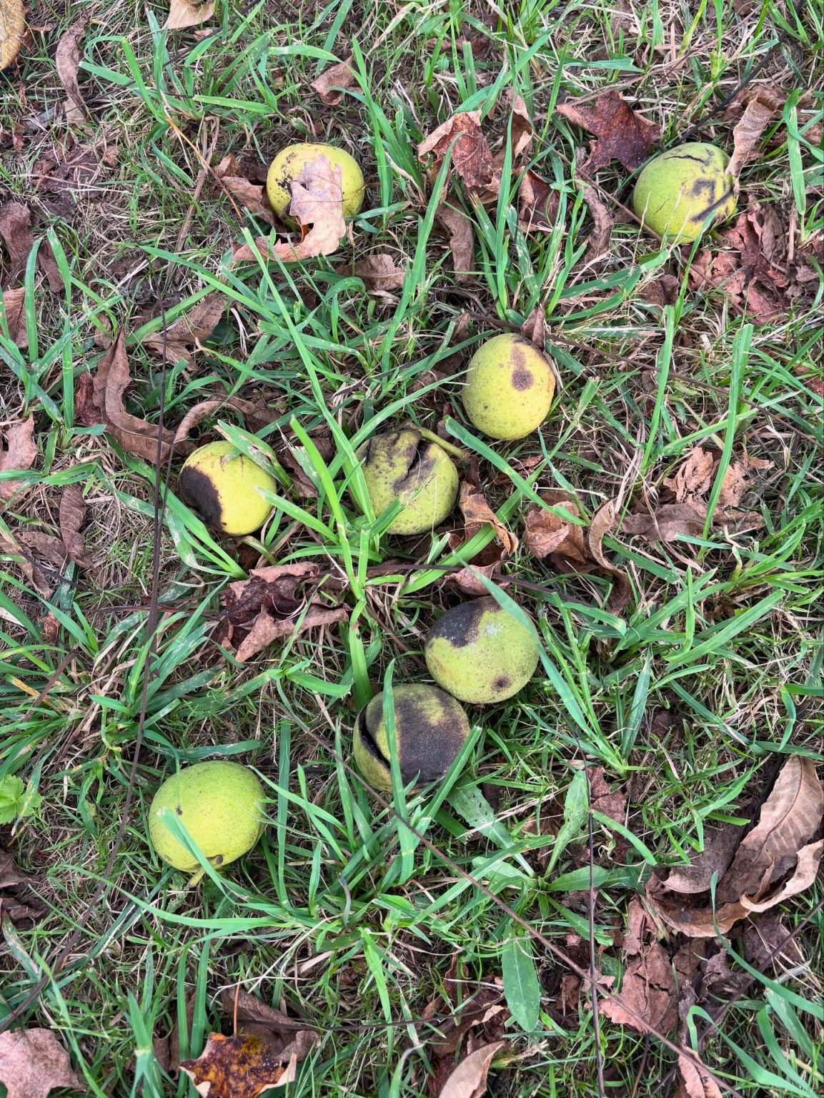 Vitis labrusca - Fox Grapes - Eat The Planet