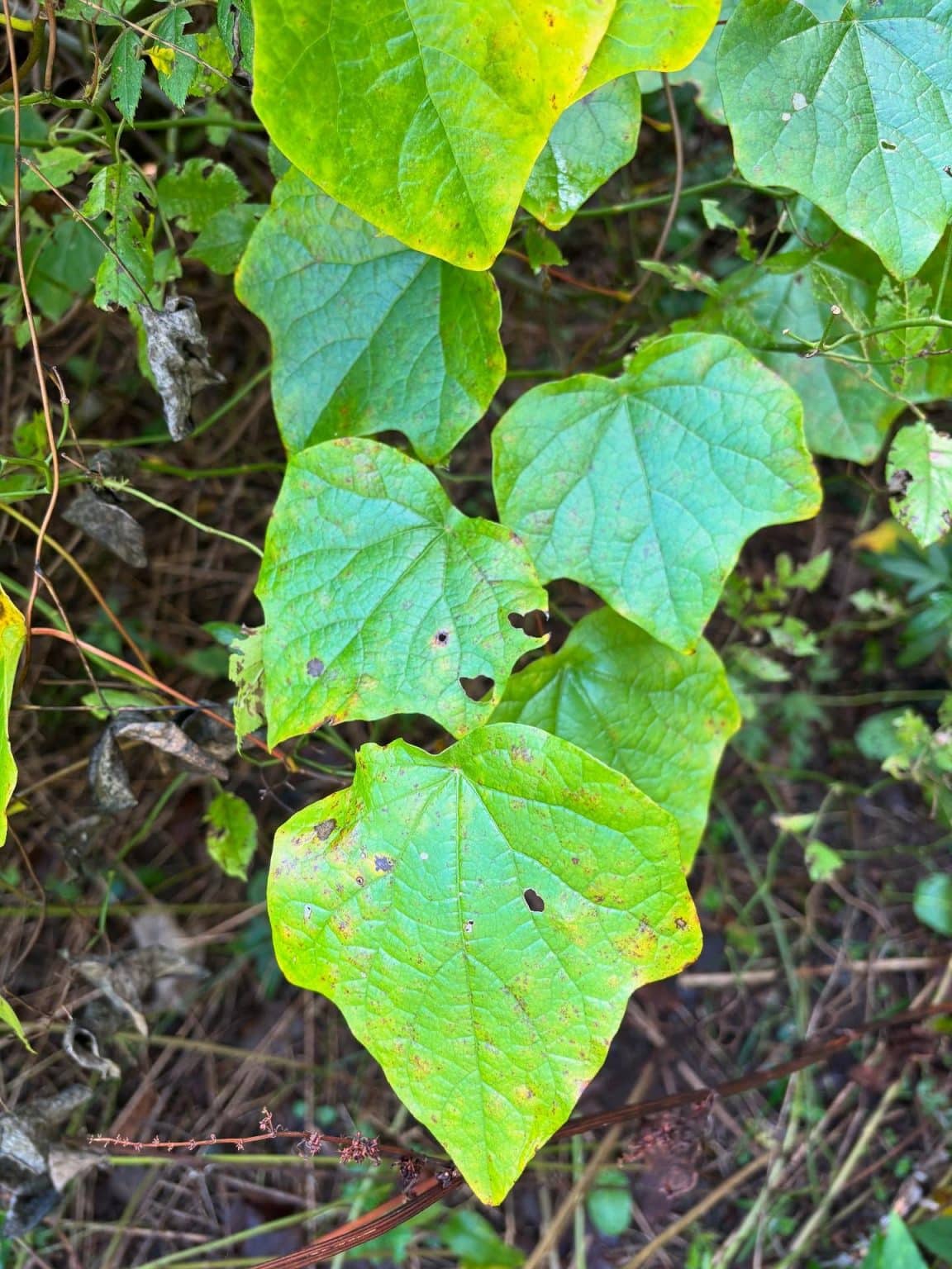 Vitis labrusca - Fox Grapes - Eat The Planet