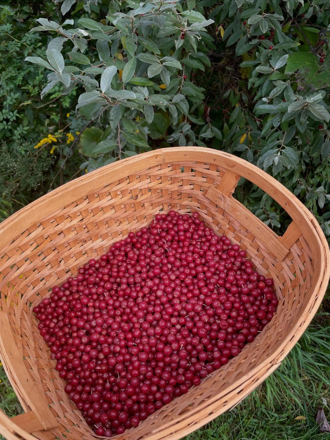 Elaeagnus umbellata - Autumn olive - Eat The Planet