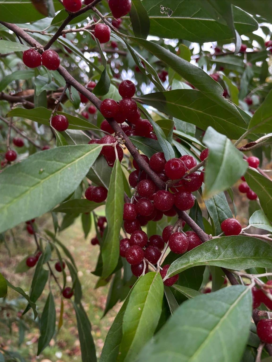 Elaeagnus umbellata - Autumn olive - Eat The Planet