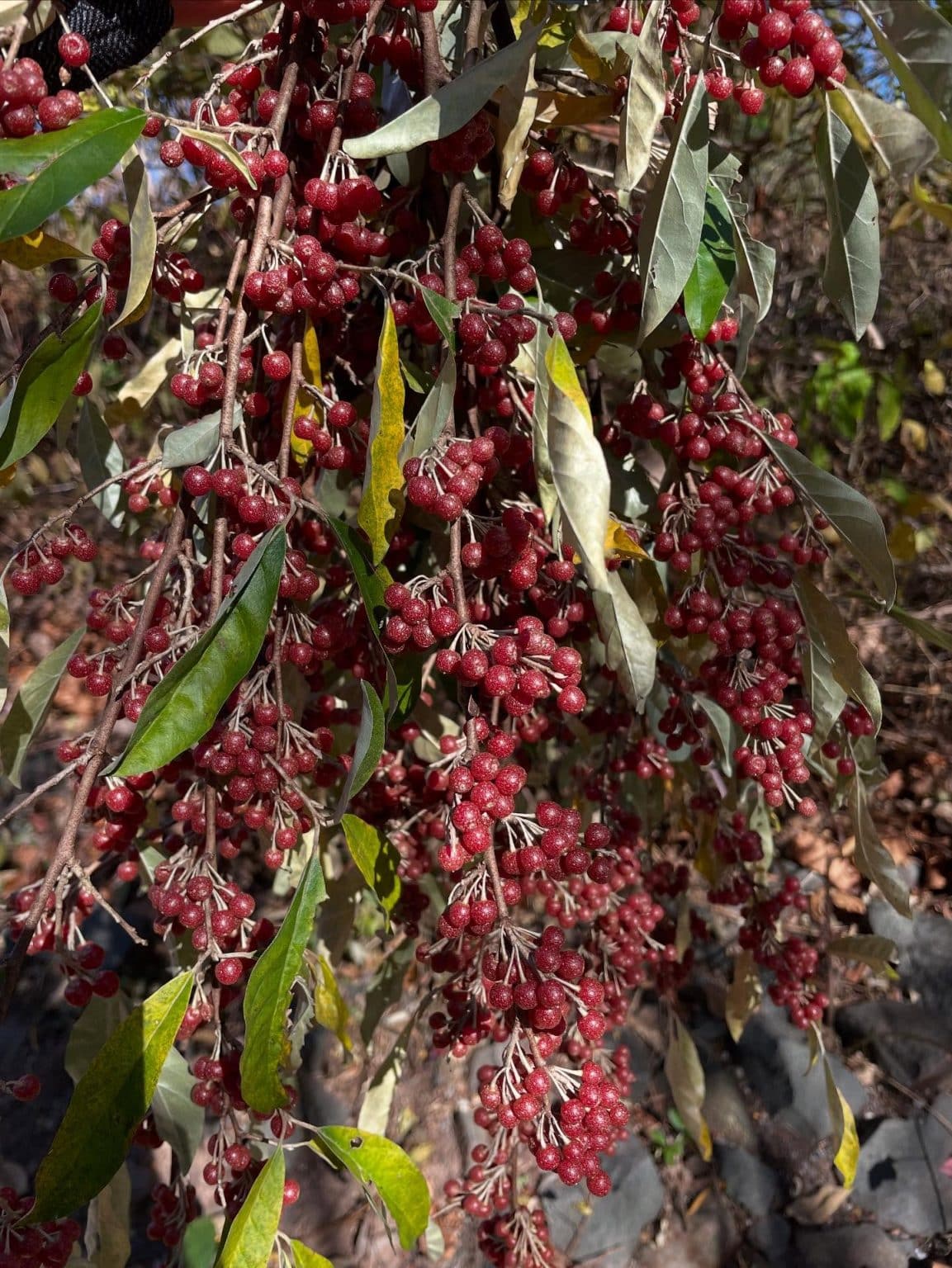 Elaeagnus umbellata - Autumn olive - Eat The Planet