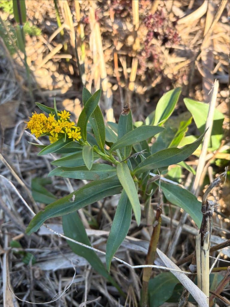 Solidago sempervirens - Seaside goldenrod - Eat The Planet